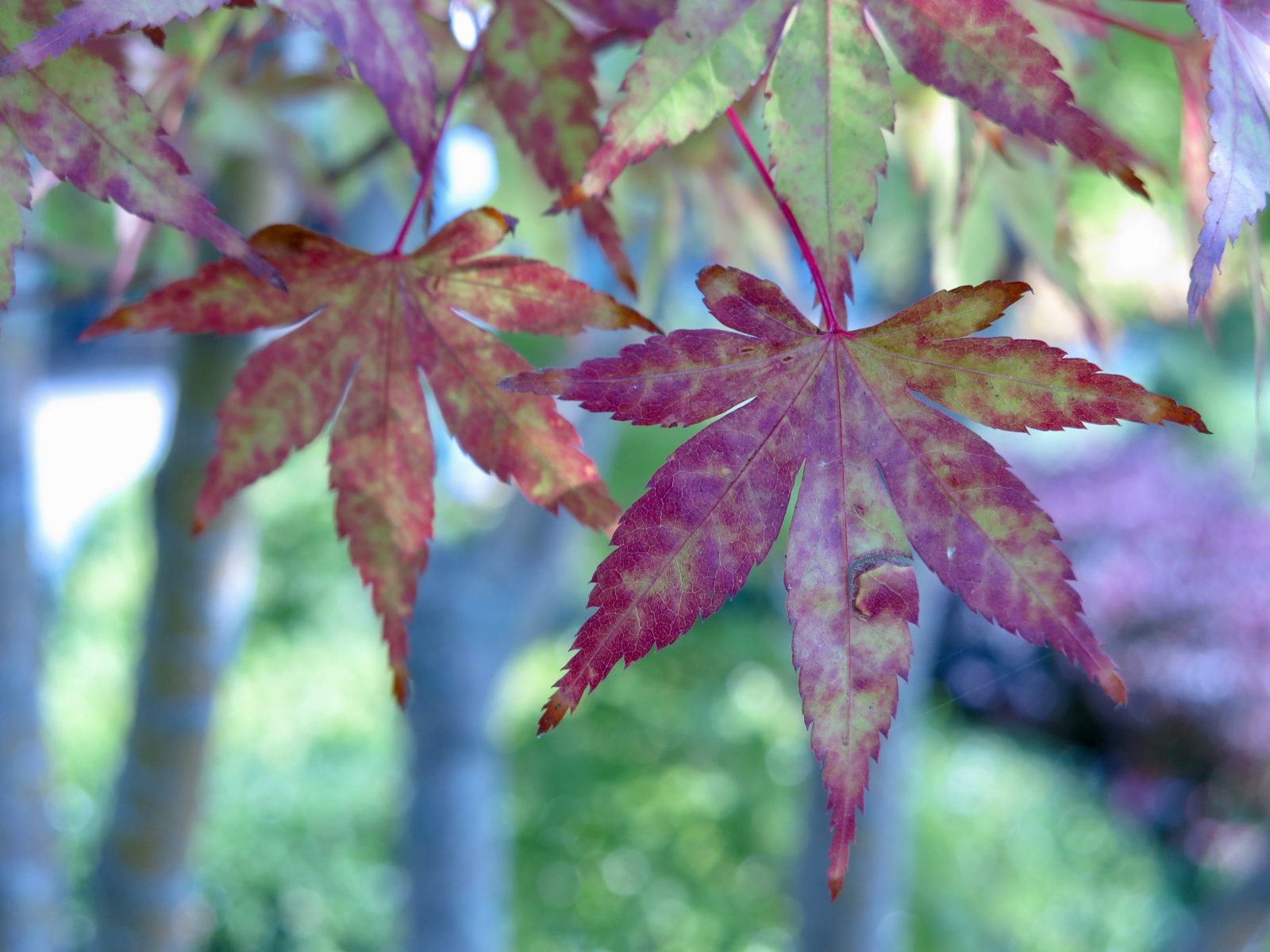 Discover Richmond's Best Fall Leaf Viewing Spots