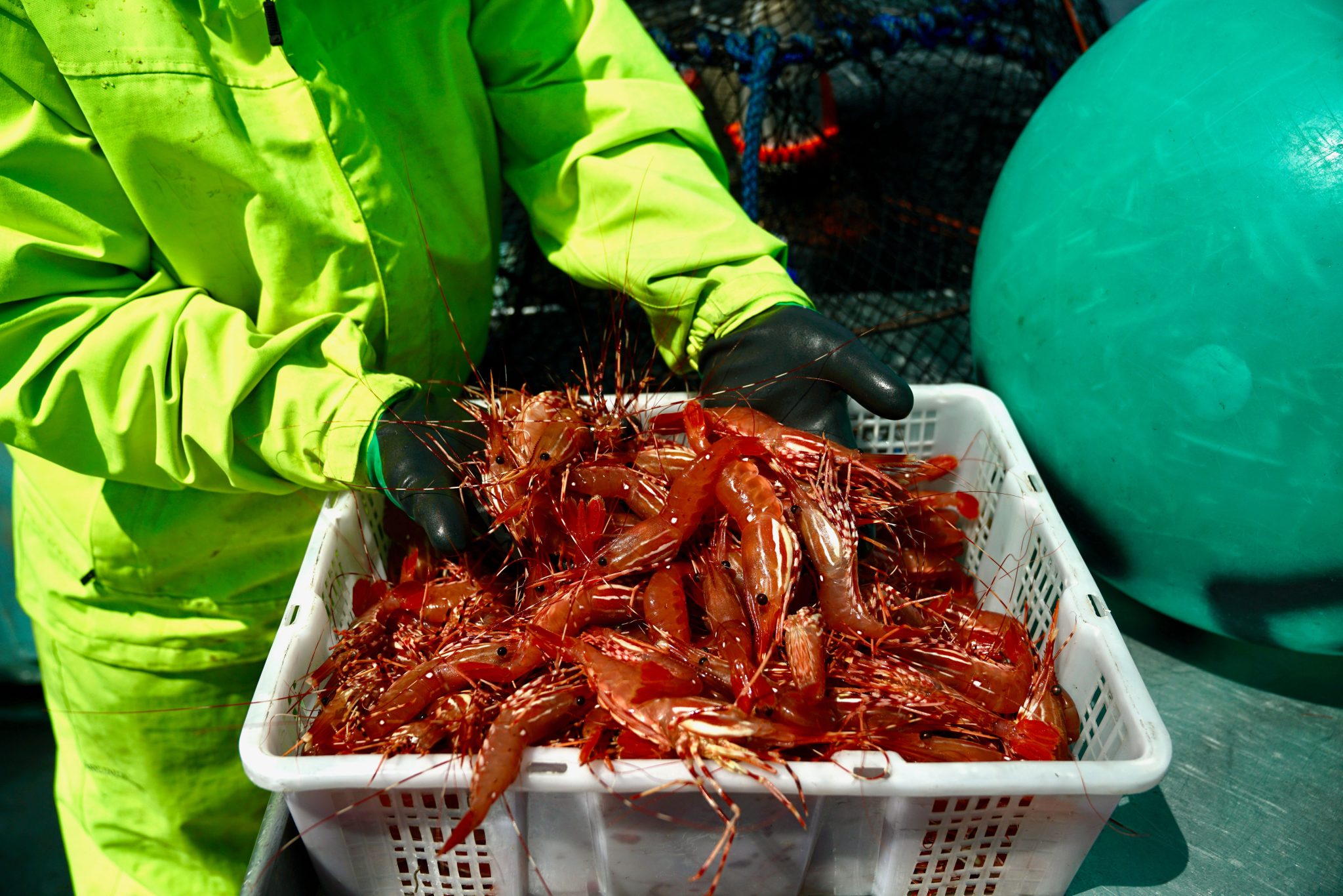 Steveston Spot Prawn & Seafood Celebration | Richmond BC