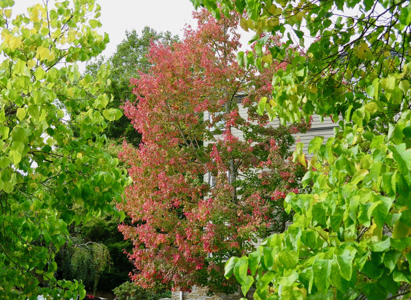 Discover Richmond's Best Fall Leaf Viewing Spots