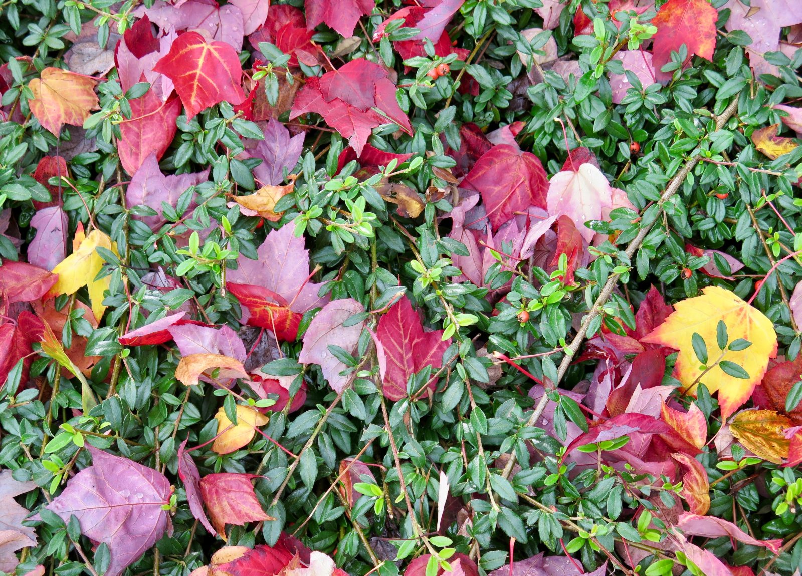 Discover Richmond's Best Fall Leaf Viewing Spots