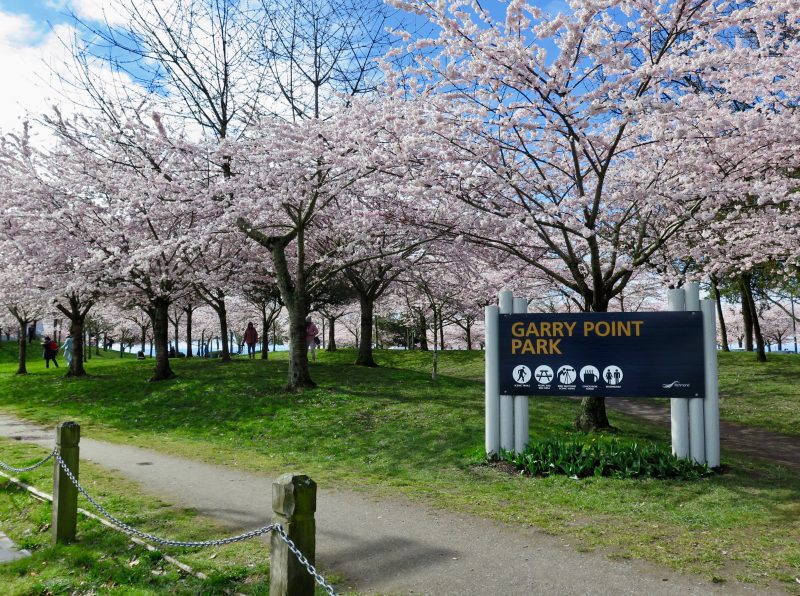 Where to Find Cherry Blossoms in Richmond | Tourism Richmond, BC