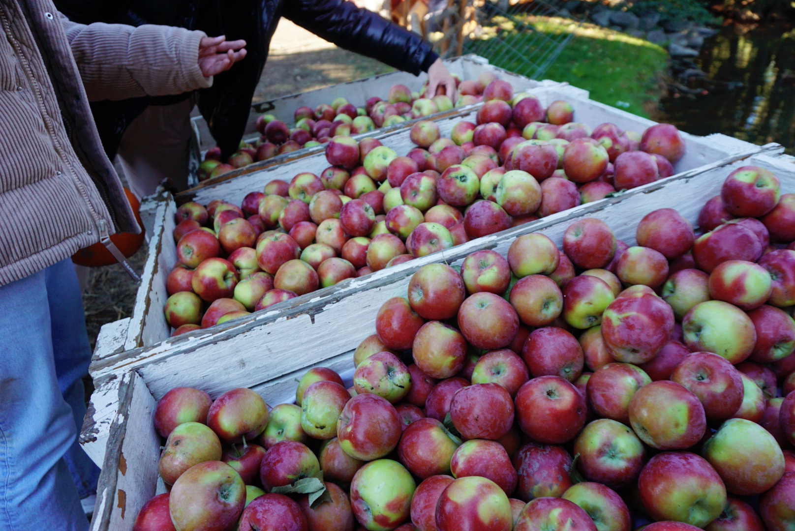 Pumpkin Patch in Richmond, BC: The Insider’s Guide | Tourism Richmond, BC