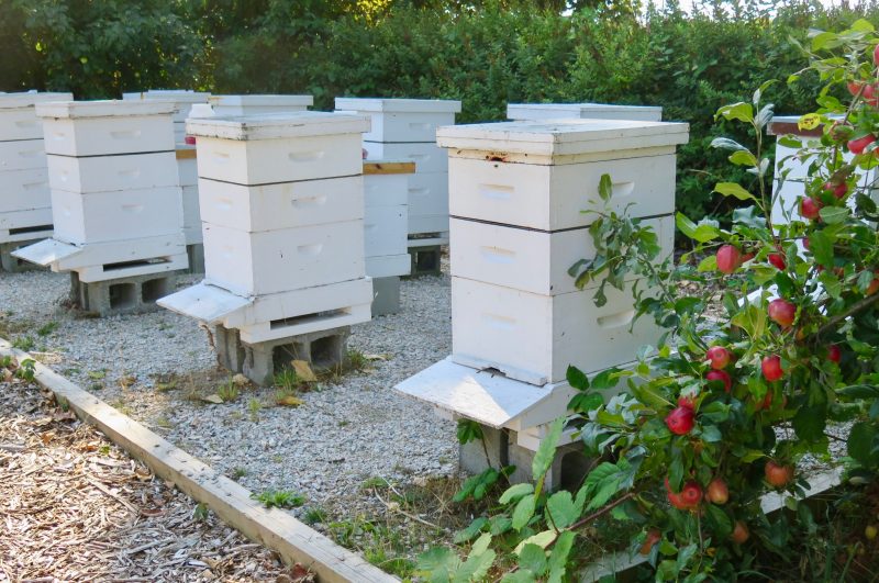 Stepping back in time at Richmond’s London Farm | Tourism Richmond, BC