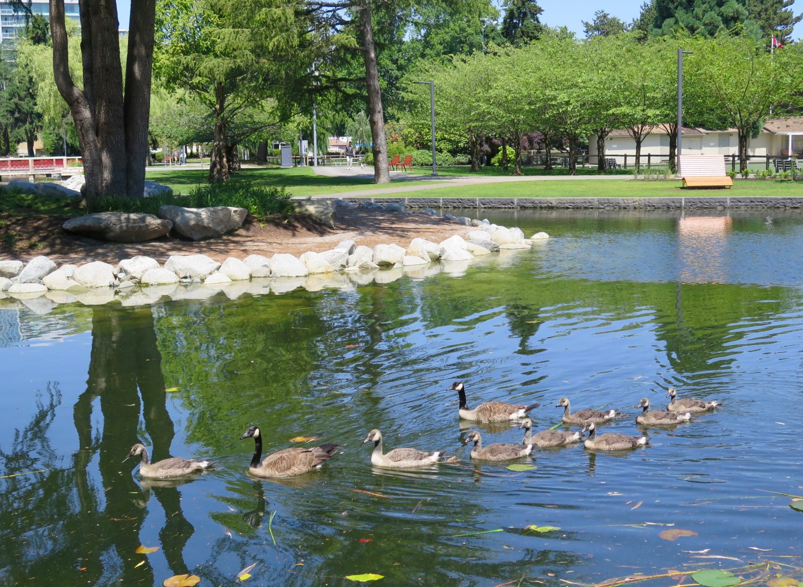 Richmond's City Centre Oasis Minoru Lakes Returns