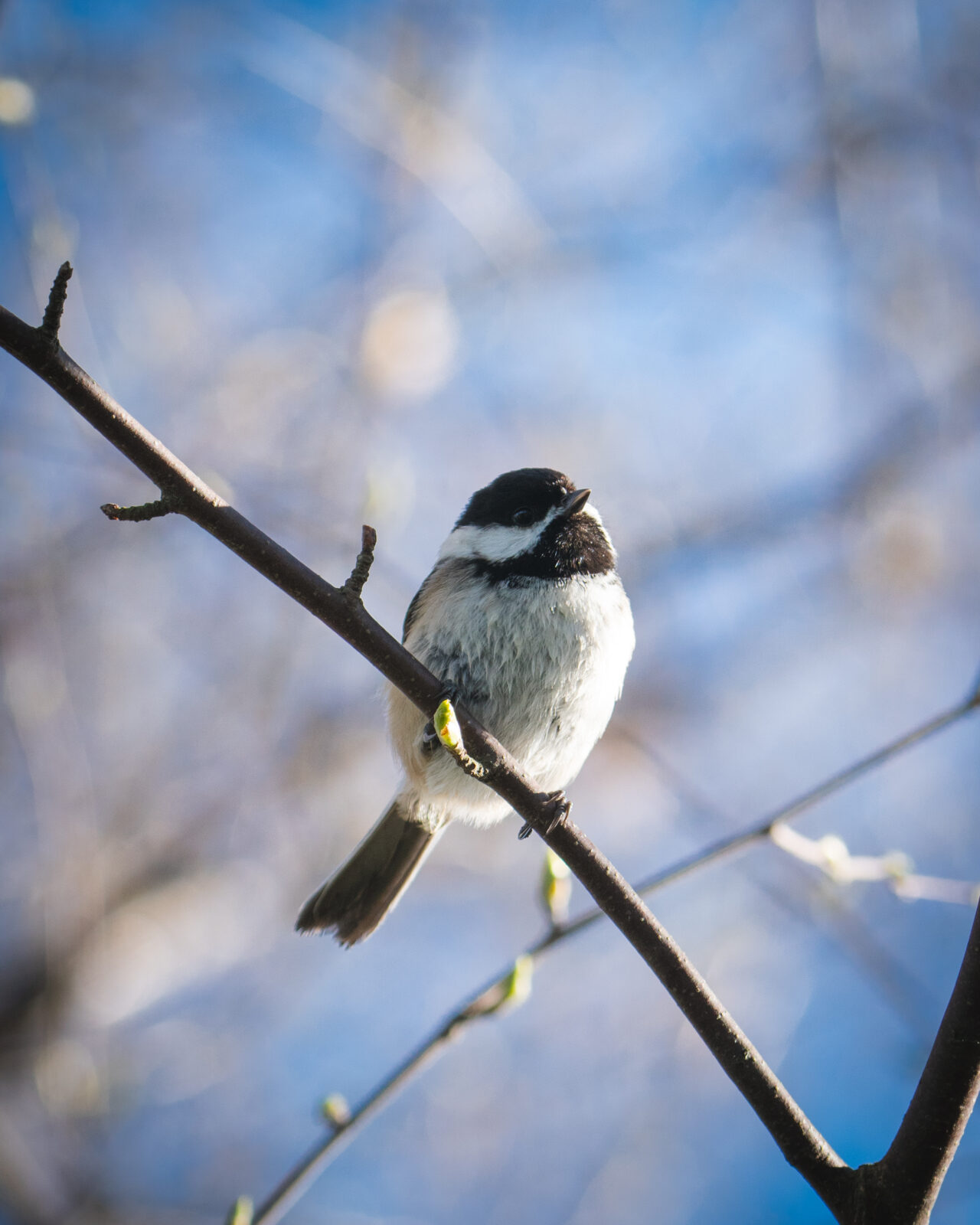 The BC Bird Trail: Richmond